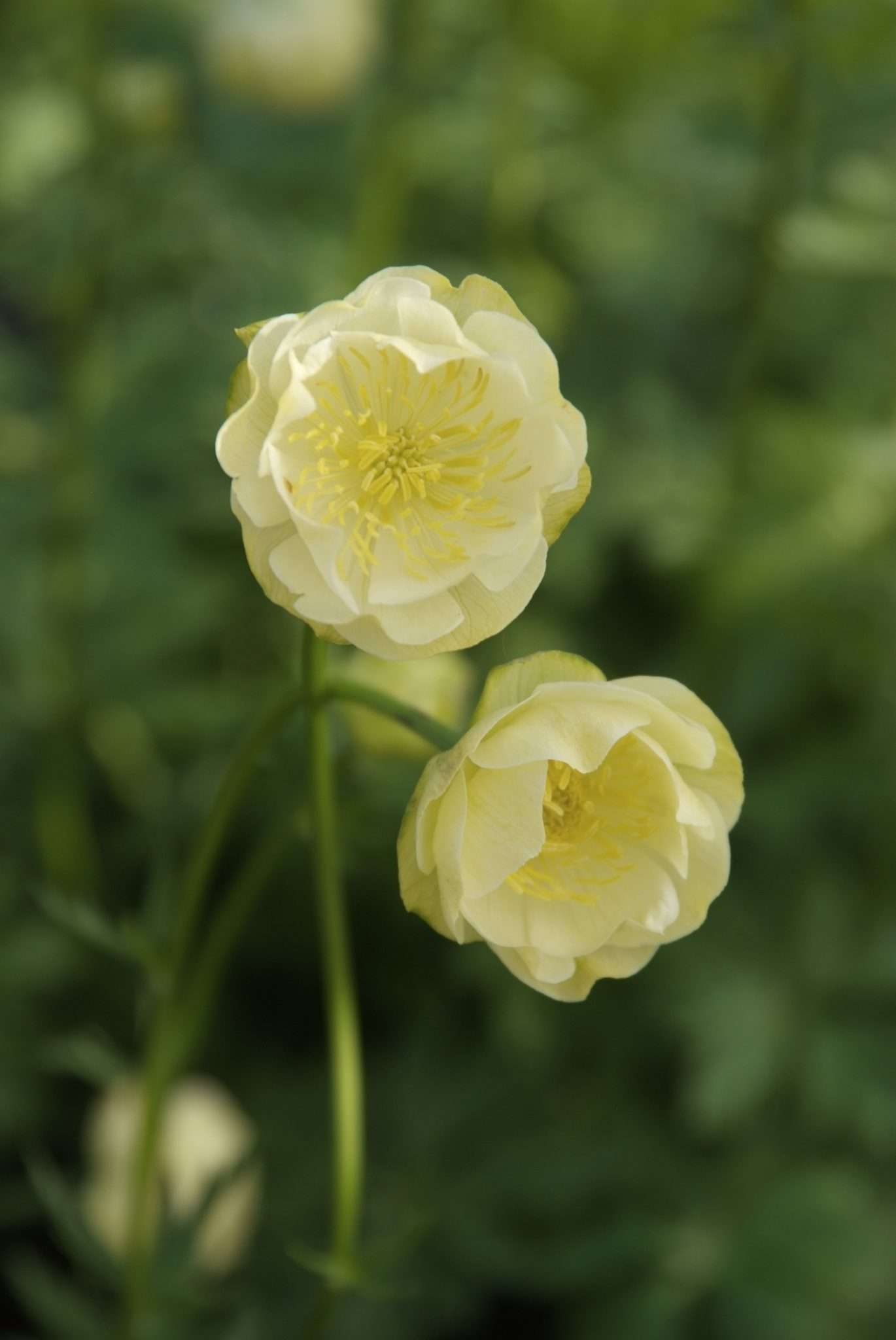 Trollius - Perennial Power